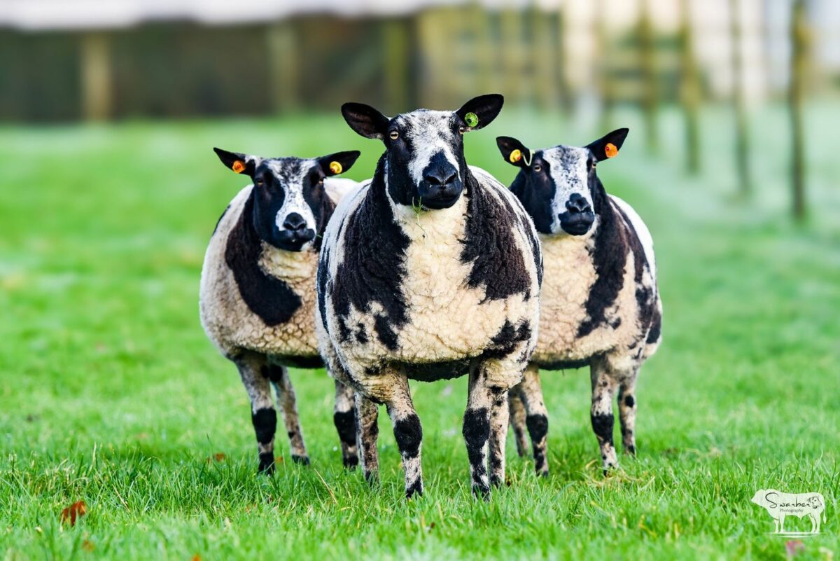 Three Pedigree Dutch Spotted In-Lamb Gimmers UK & Ireland